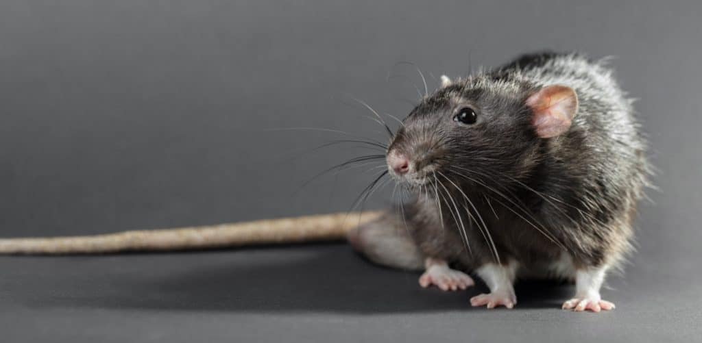 Eloigner les rats de son habitation - Mobilyos